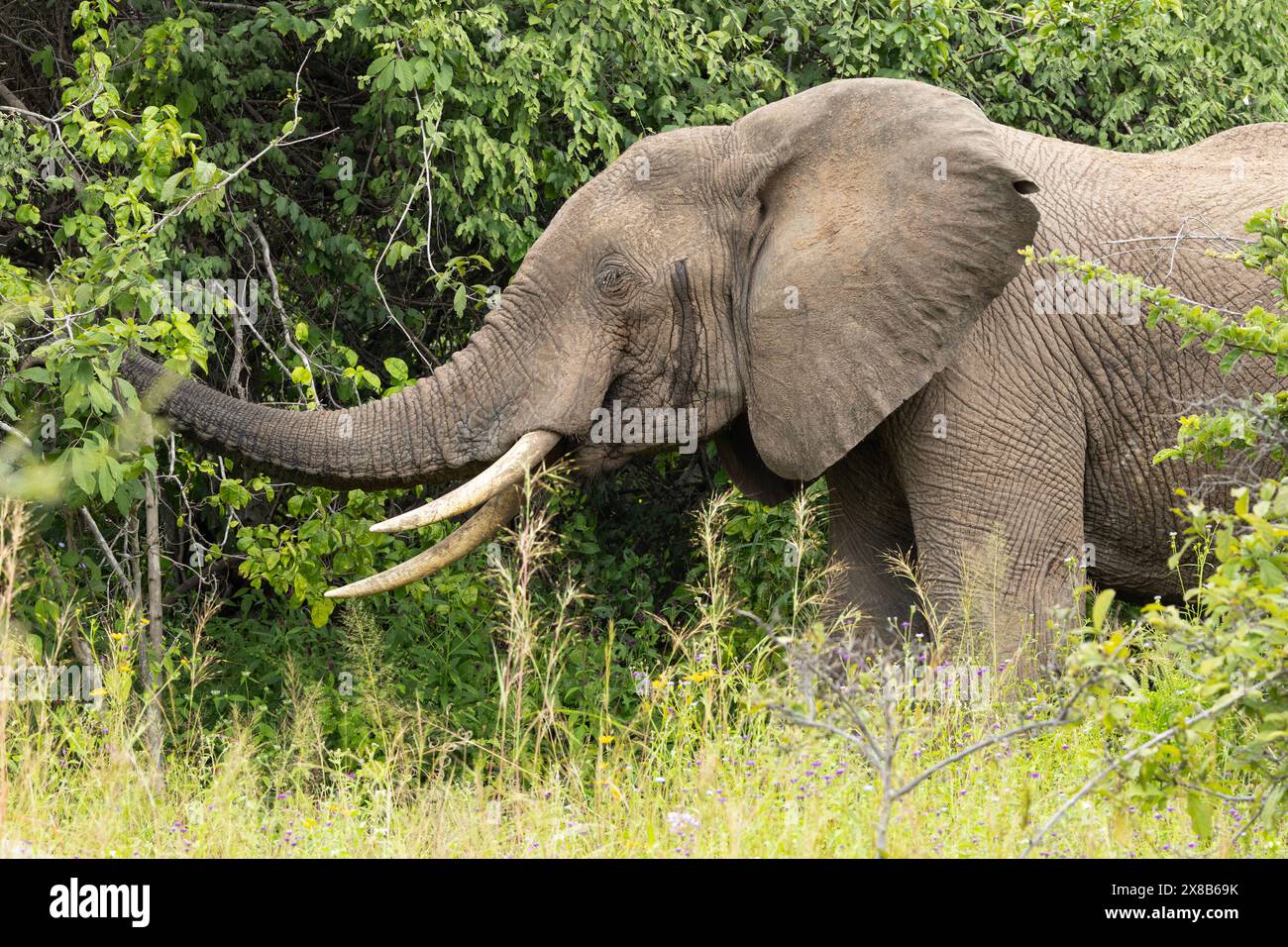A Elephant bull browses on the lush vegetation in the rainy season. In ...