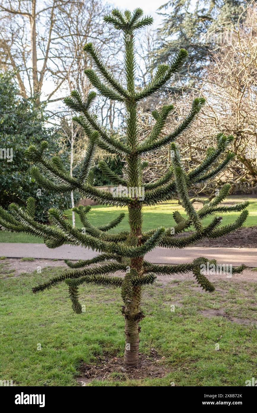 Pewen tree hi-res stock photography and images - Alamy