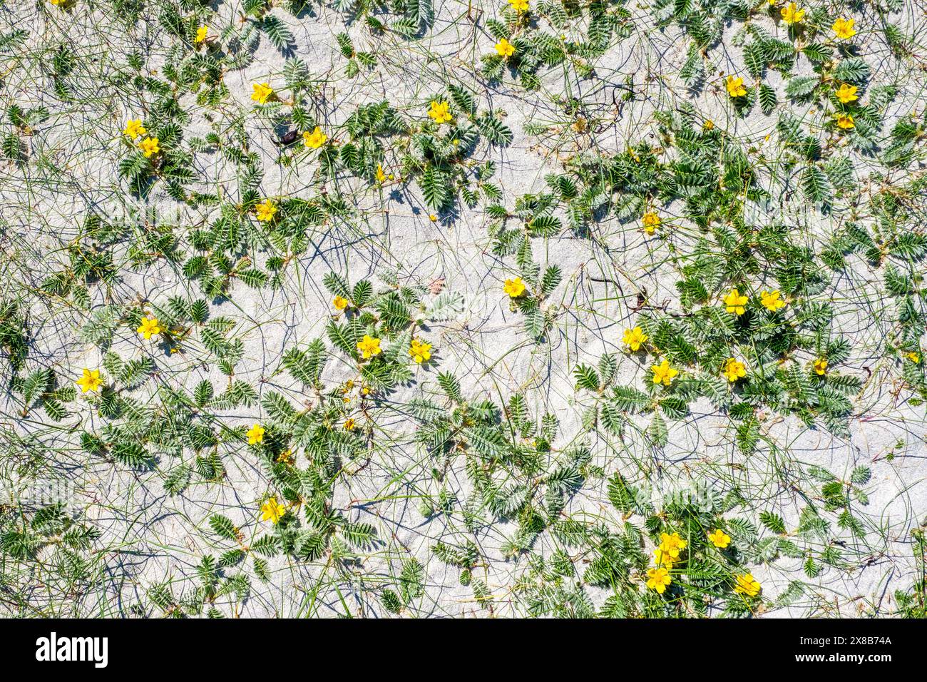 Yellow flowers in sand dunes / machair, Scotland Stock Photo - Alamy