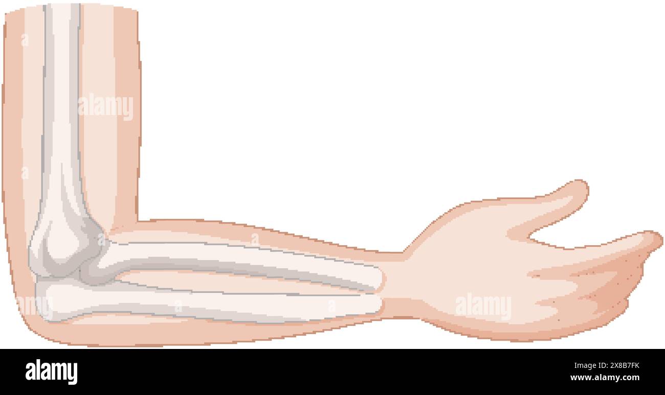 Detailed arm structure Stock Vector Images - Alamy