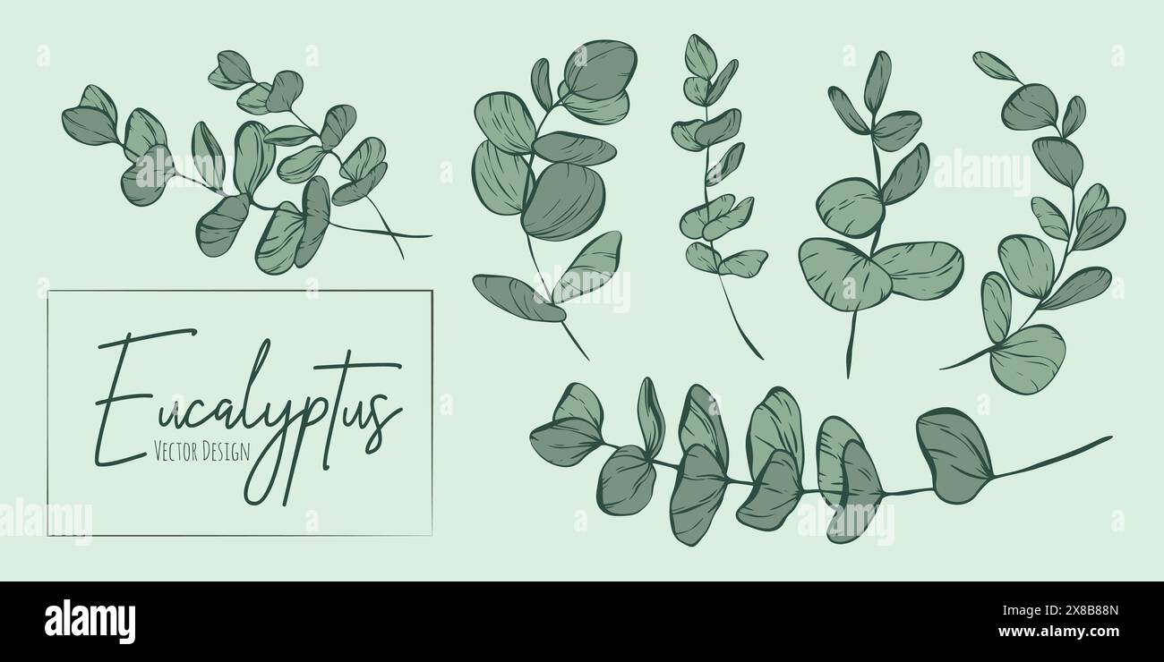Set of botanical elegant line illustrations of eucalyptus Stock Vector ...
