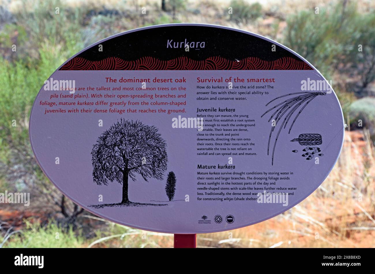 Sign about Kurkara: the desert Oak, the dominant tree on the pila (sand ...