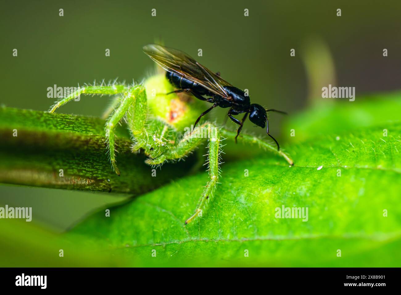Crab Spider, Heriaeus hirtus, Green Crab Spider in Albania Stock Photo ...