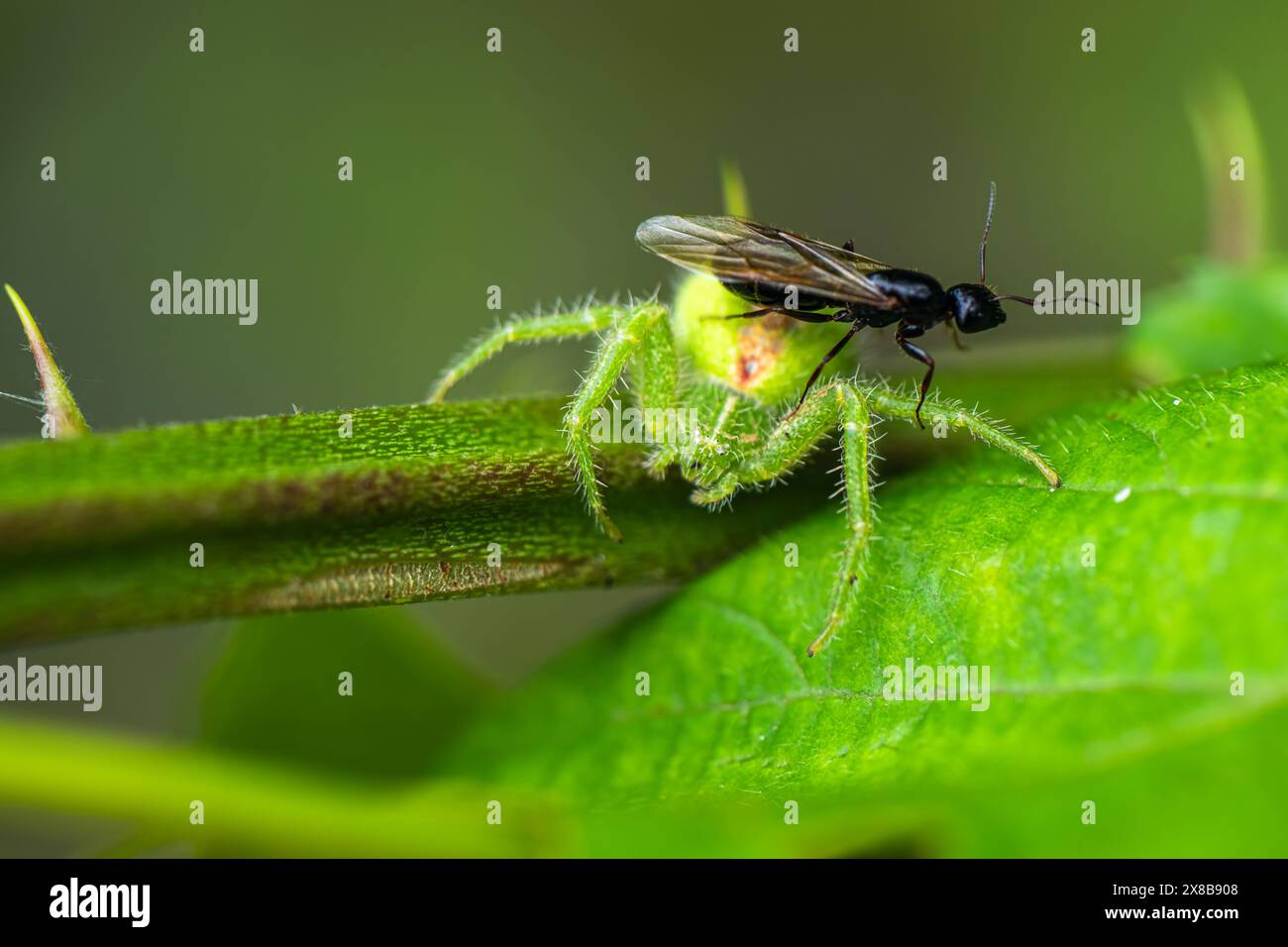 Crab Spider, Heriaeus hirtus, Green Crab Spider in Albania Stock Photo ...
