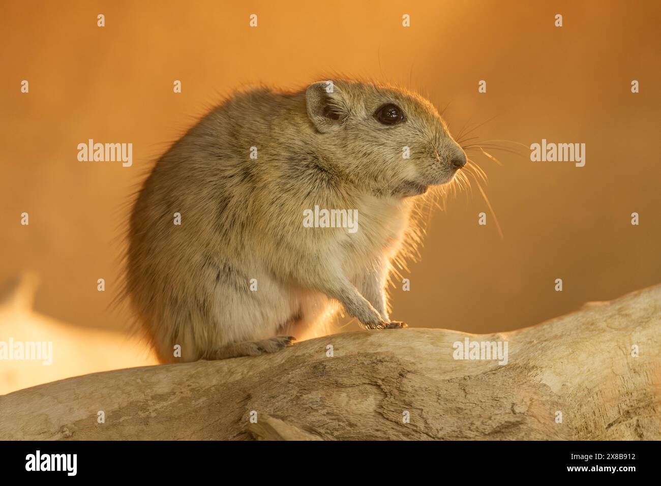 Fat rat hi-res stock photography and images - Alamy
