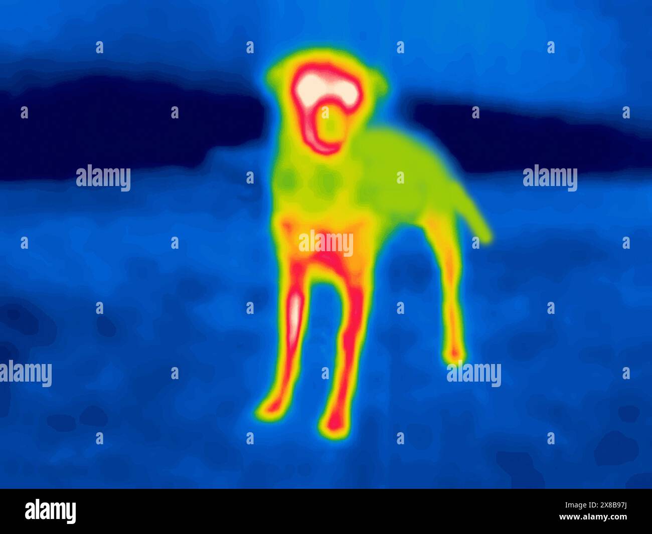 Hunting dog.Image from thermal imager device Stock Photo - Alamy