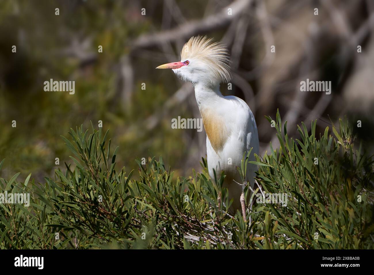 Western Cattle Egret (Bubulcus ibis) in breeding plumage with raised ...