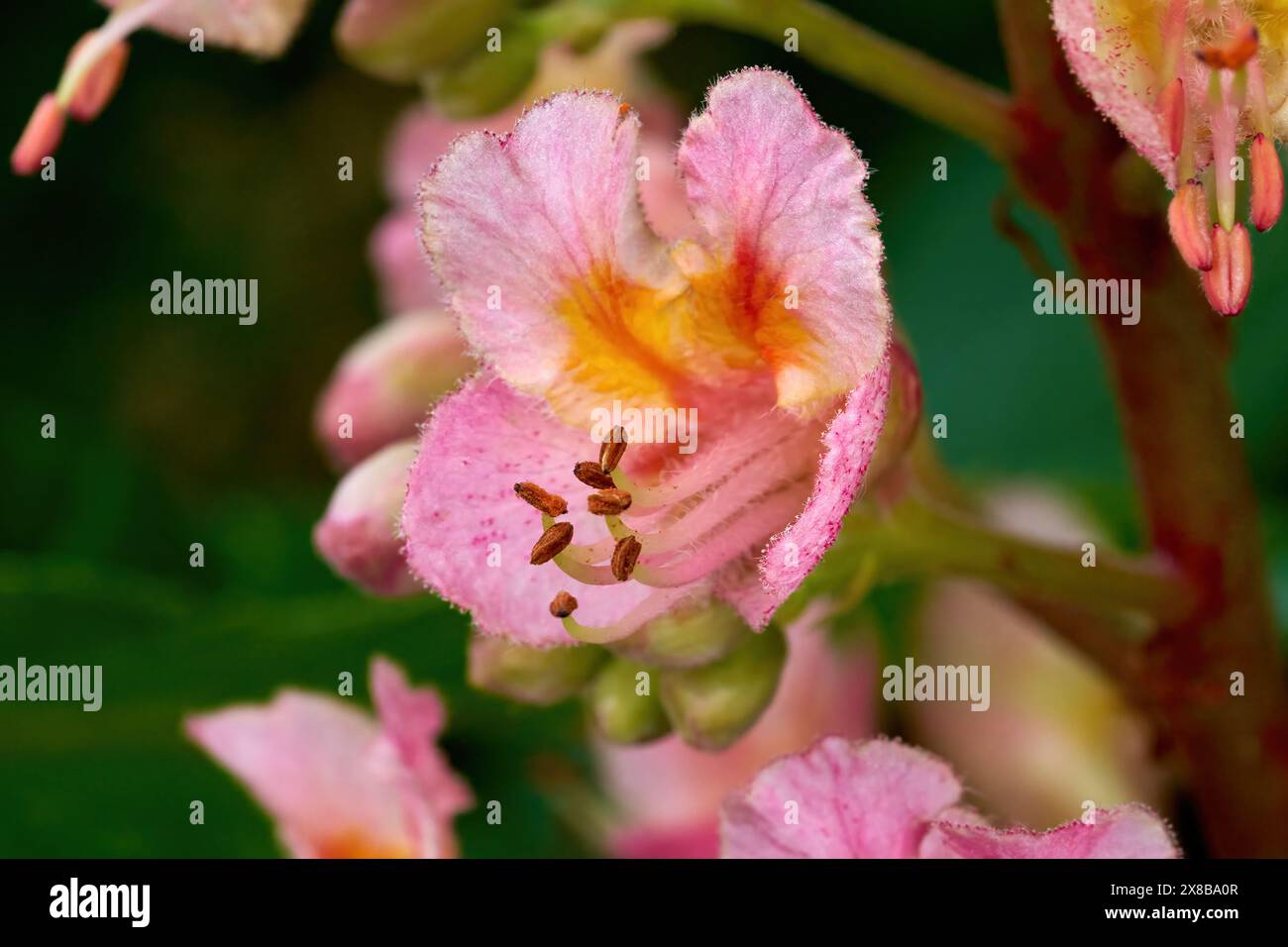 Red flower of a Red Horse-Chestnut tree (Aesculus x carnea) in close-up ...