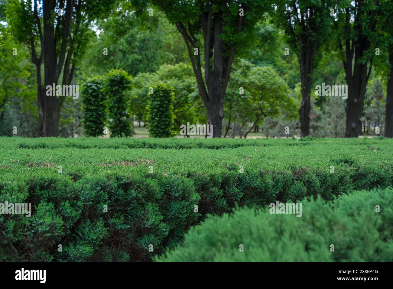 The scene depicts a vibrant forest with lush trees and bushes in the ...