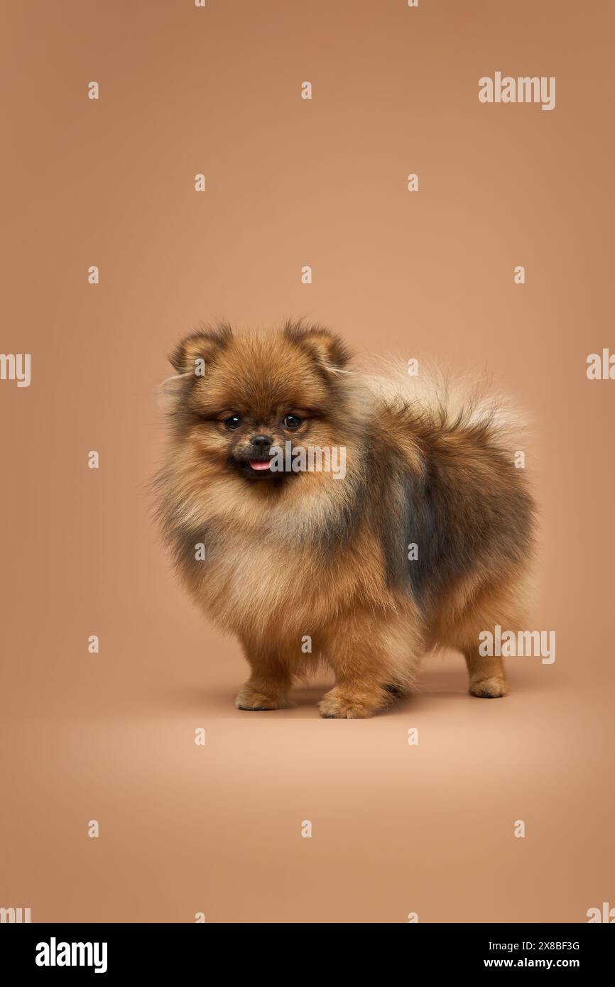 Dog Spitz puppy stands on a beige background Stock Photo - Alamy
