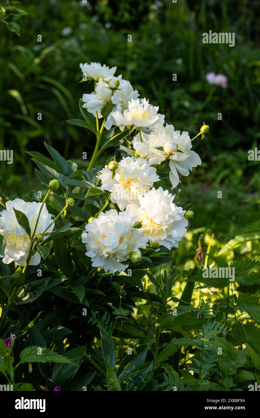 Blooming bush of bomb-shaped white and yellow peonies in the garden ...