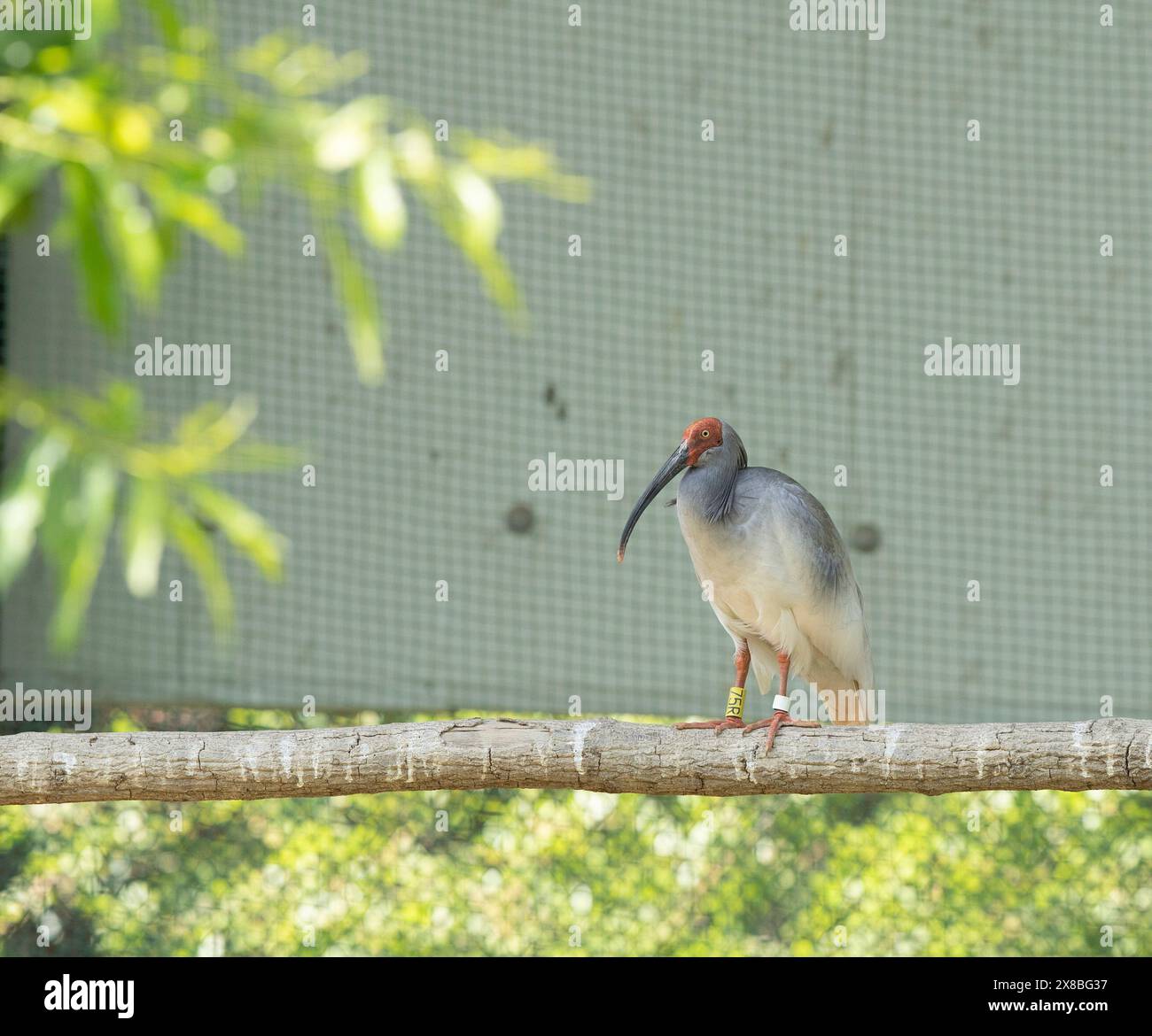 (240524) -- SEOUL, May 24, 2024 (Xinhua) -- A crested ibis is pictured ...
