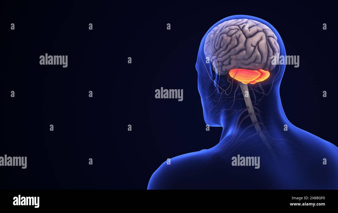 Human Brain Anatomy with Highlighted Cerebellum Stock Photo - Alamy