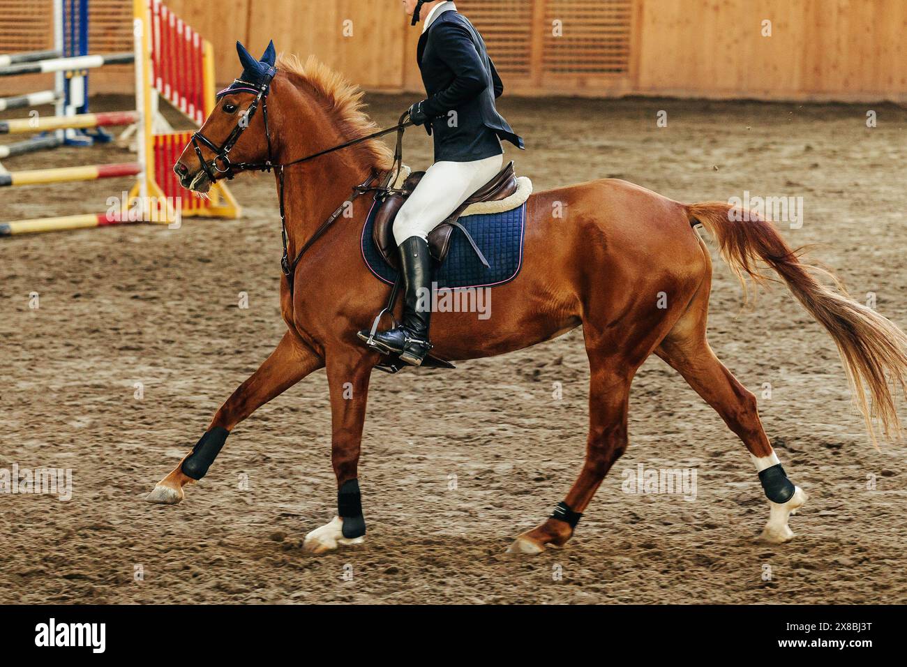 show jumping sports events man rider on brown horse Stock Photo - Alamy