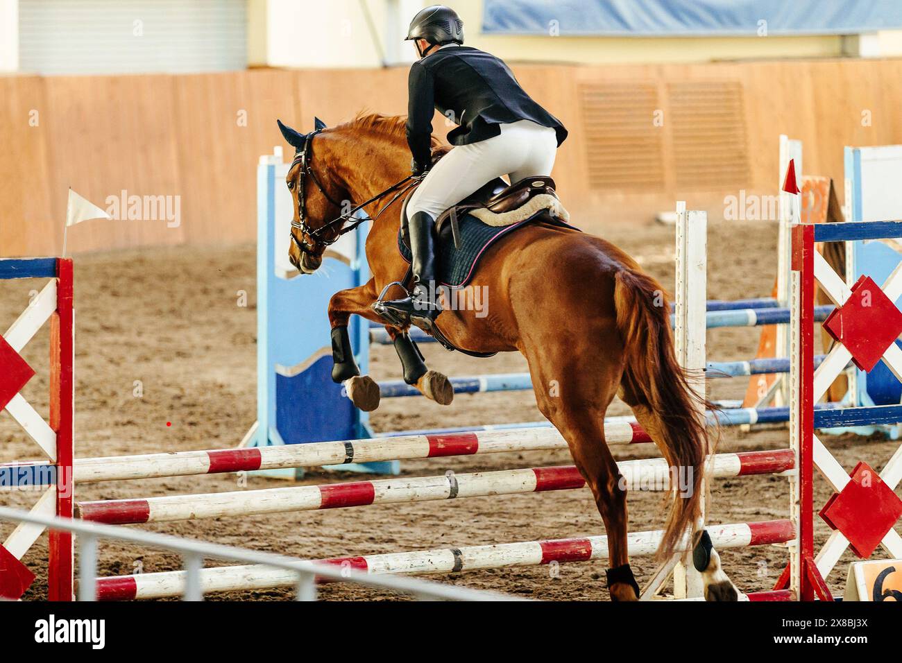 show jumping race horse jumping over obstacles Stock Photo - Alamy