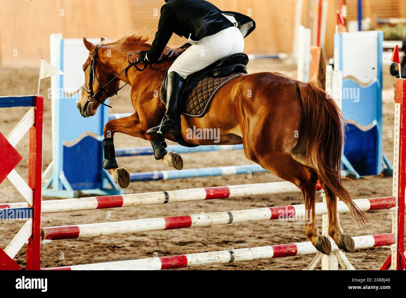 Close up show jumping horse hi-res stock photography and images - Alamy