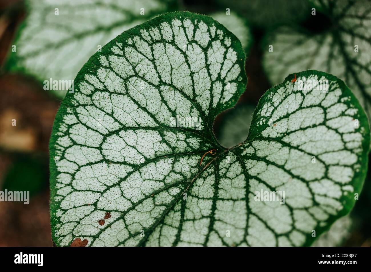 Brunnera macrophylla leaf with veins on natural brown background ...