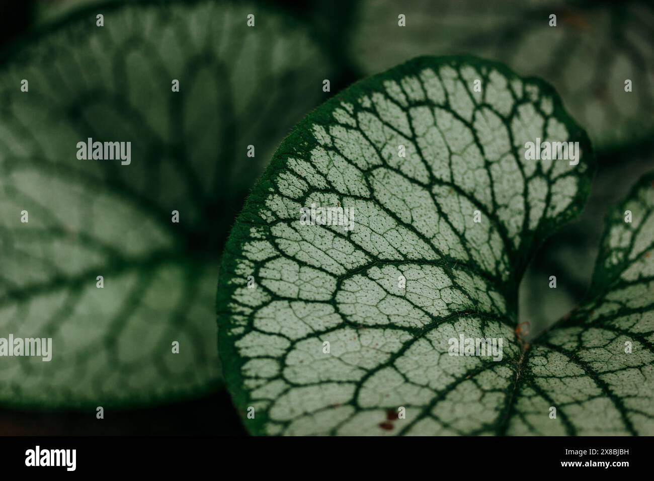 Brunnera macrophylla leaf with veins on natural brown background ...