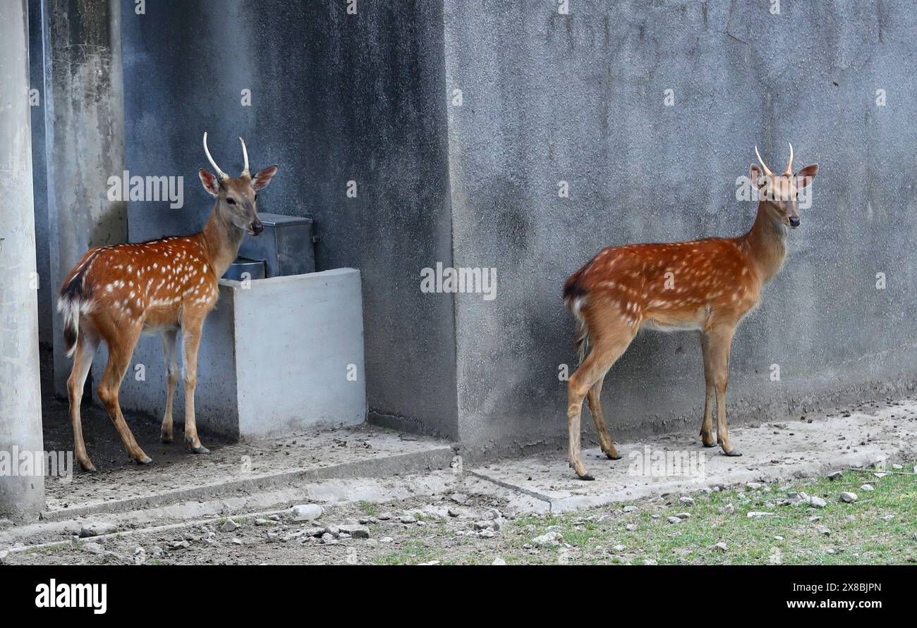 Shanghai. 22nd May, 2024. Sika deer are pictured at a zoo of Baosteel ...
