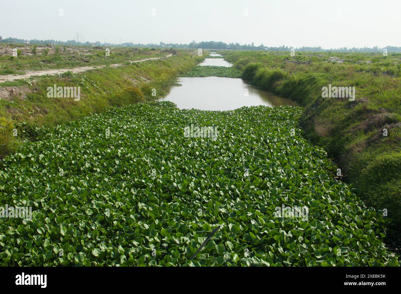 Water hyacinth is an aquatic plant that grows abundantly in water areas ...