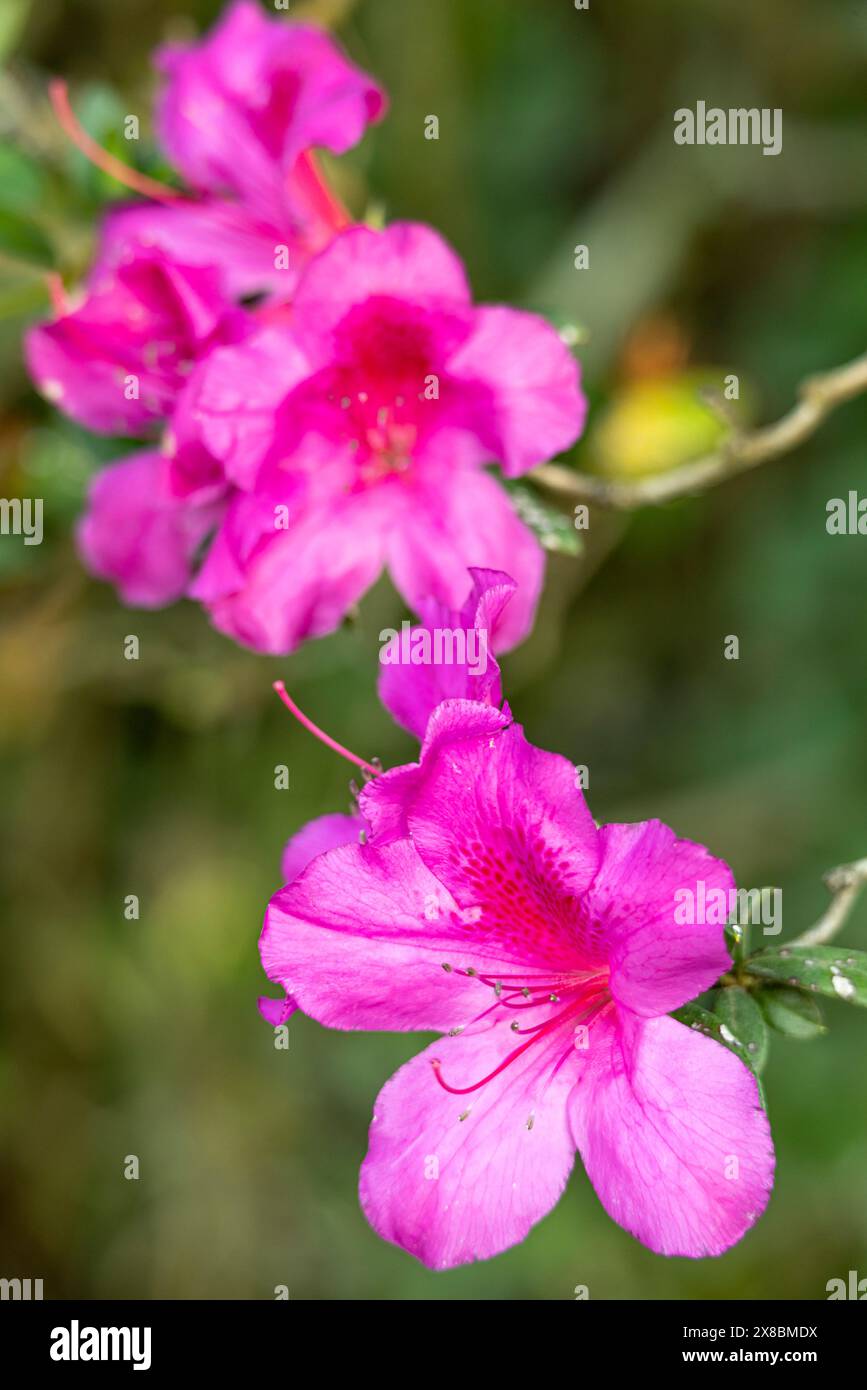 Pink Hibiscus flower Tropical flowers in Monteverde cloud forest ...