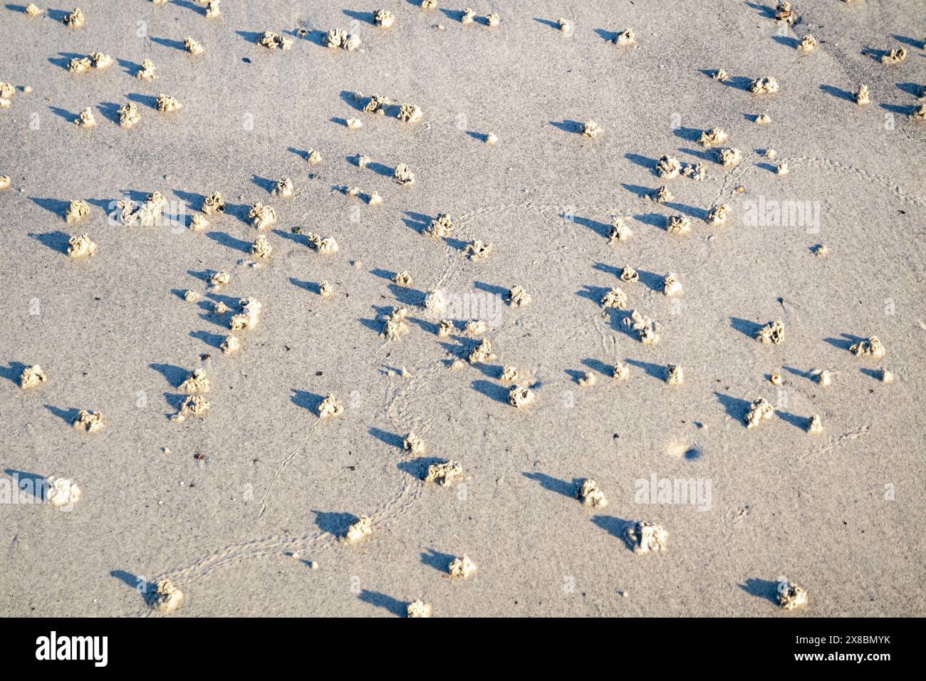 Blow lugworm poo on the west coast of Ireland - Arenicola Marina Stock ...