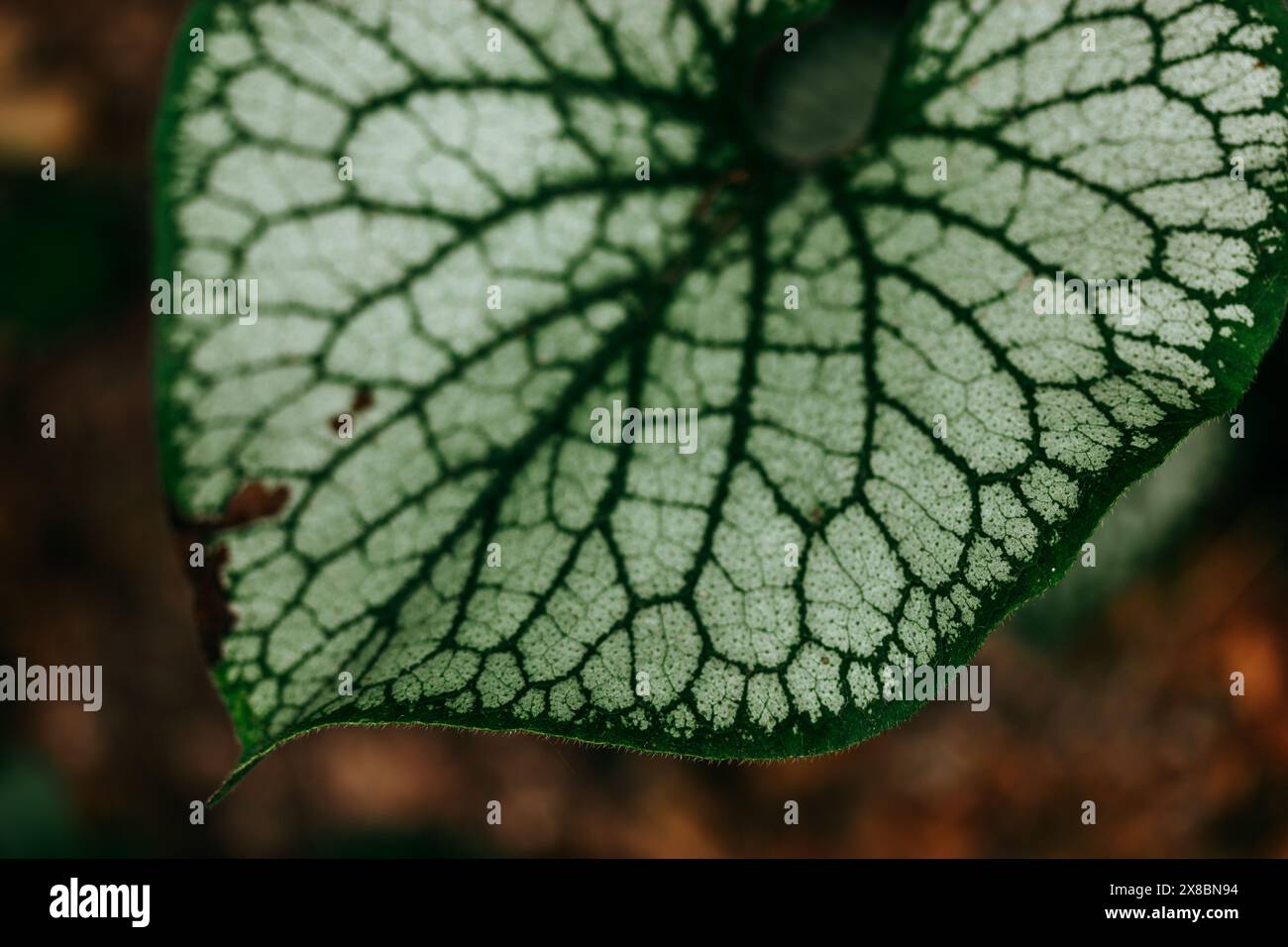 Brunnera macrophylla leaf with veins on natural brown background ...