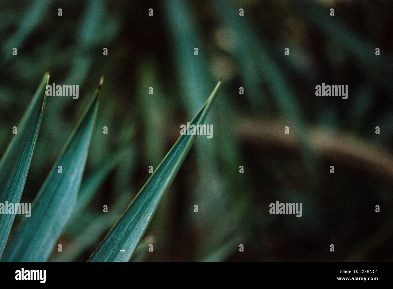 A thicket in the rainforest, the jungle. Evergreen palm trees, bushes ...