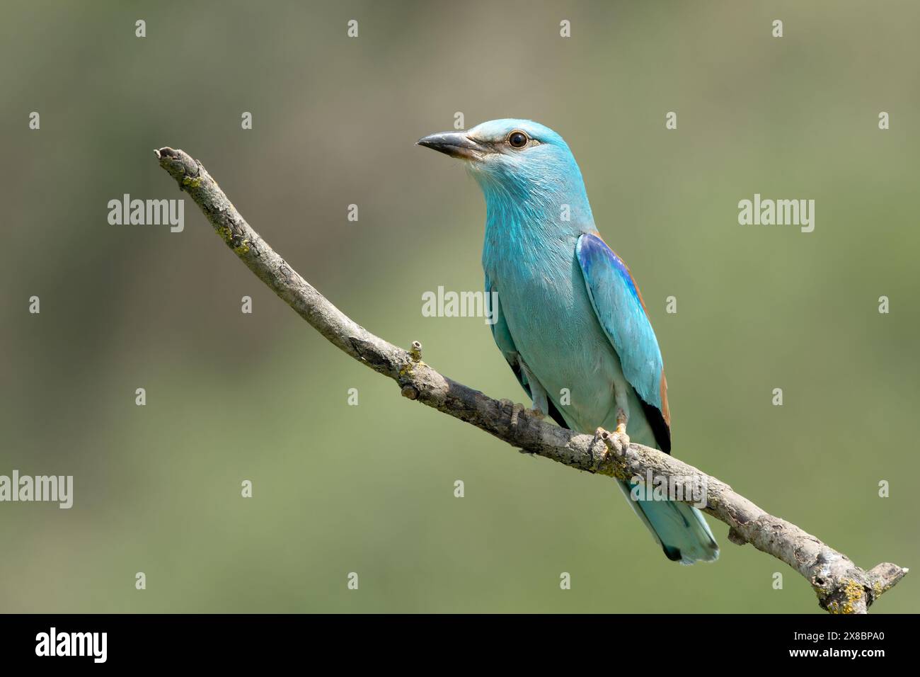 European Roller, Coracias garrulus, single adult peched on branch of ...