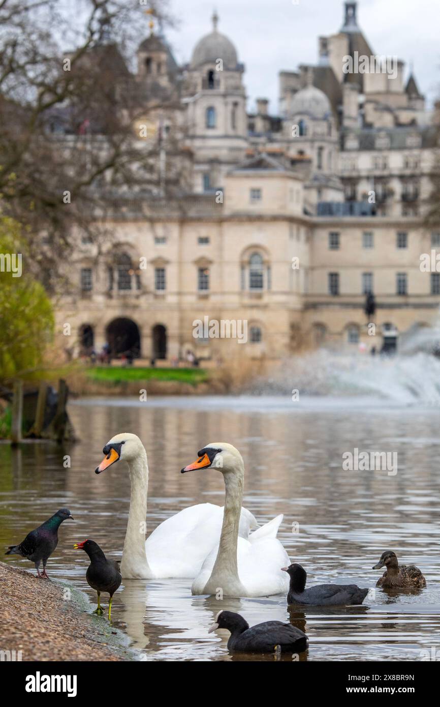 London, UK - March 18th 2024: Swans on the lake at St. James’s Park in ...