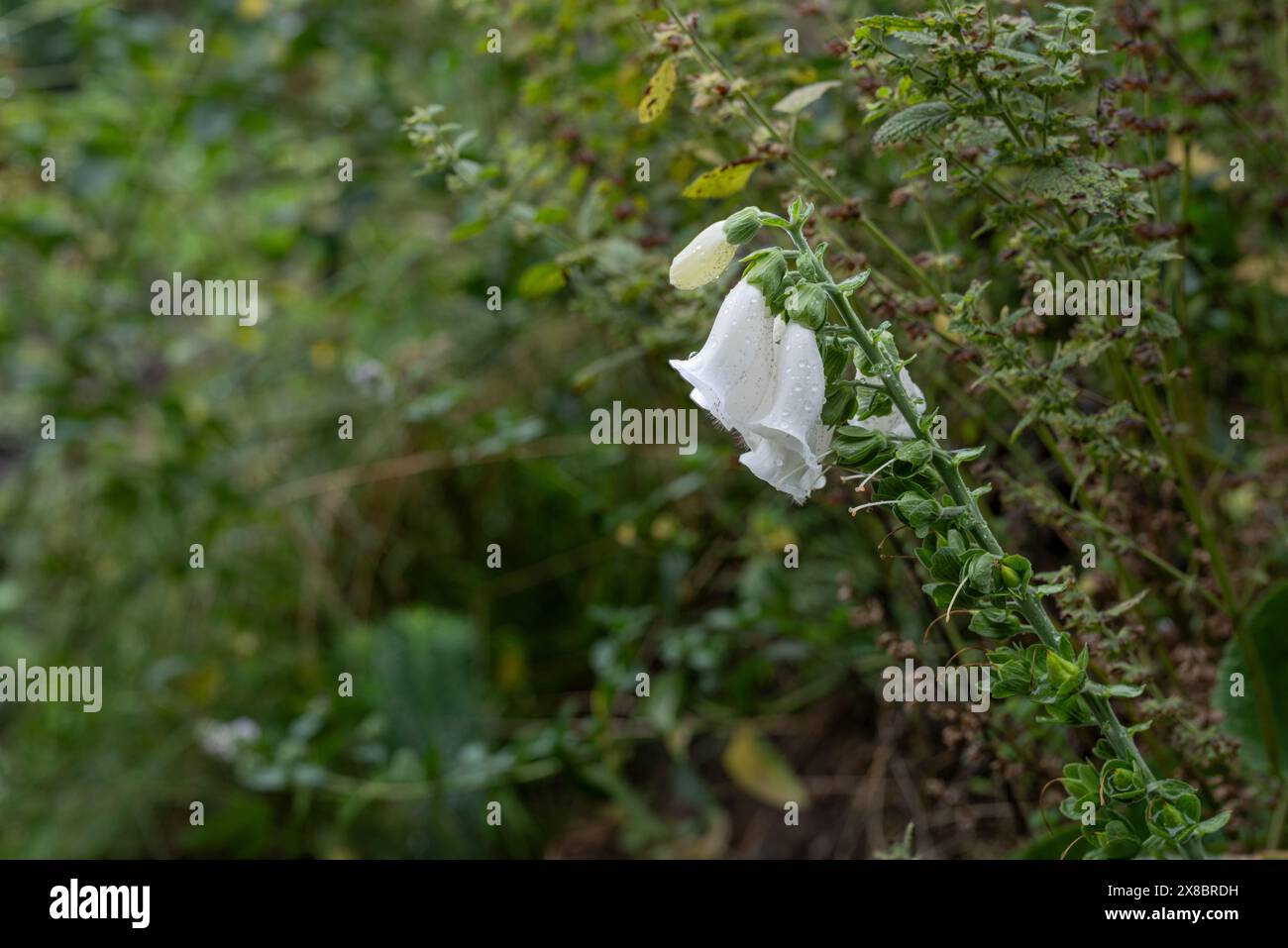 The foxglove is a beautiful flower that blooms in colours such as pink ...