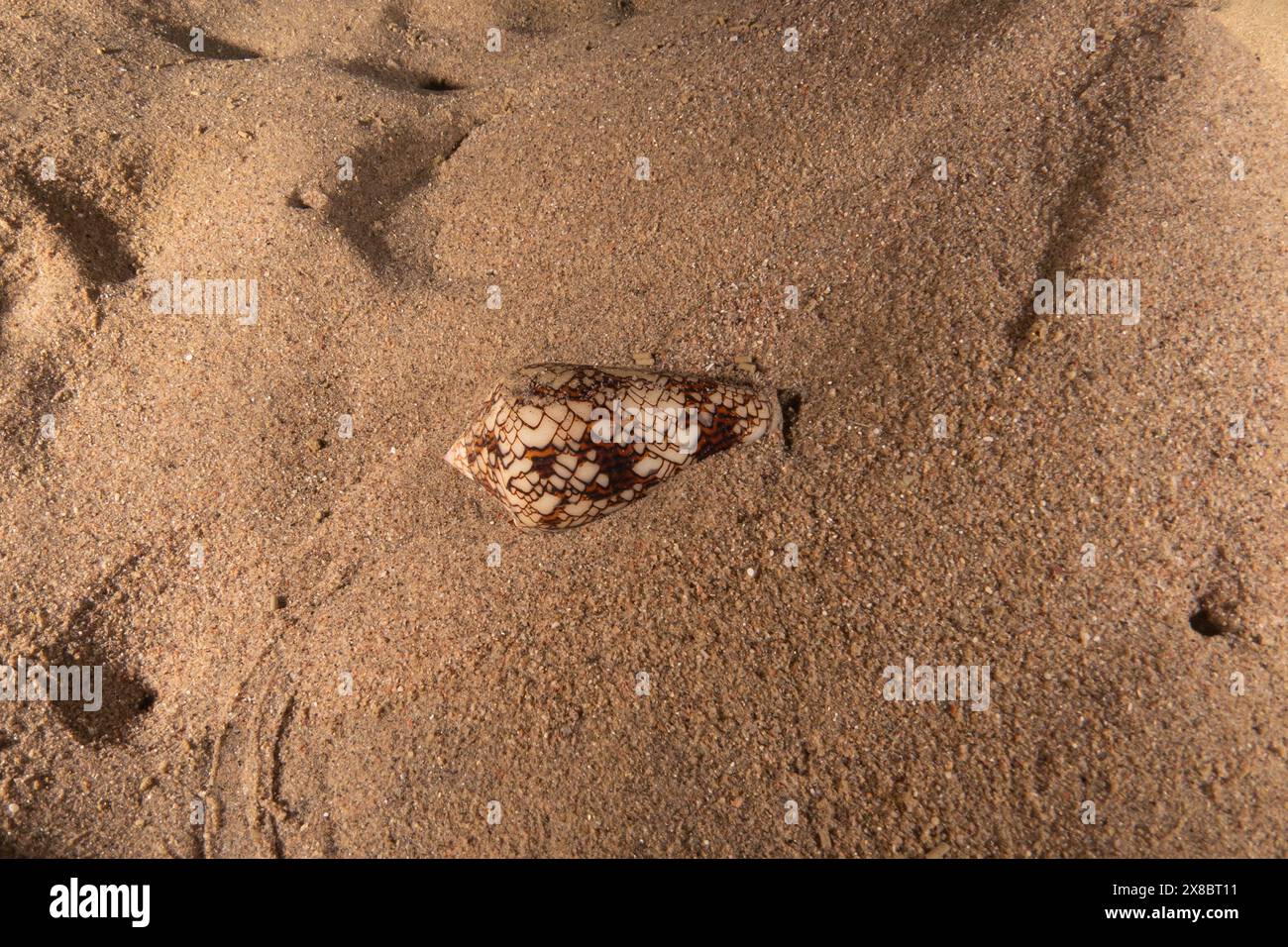Conus Textile On the seabed in the Red Sea, Eilat Israel Stock Photo ...