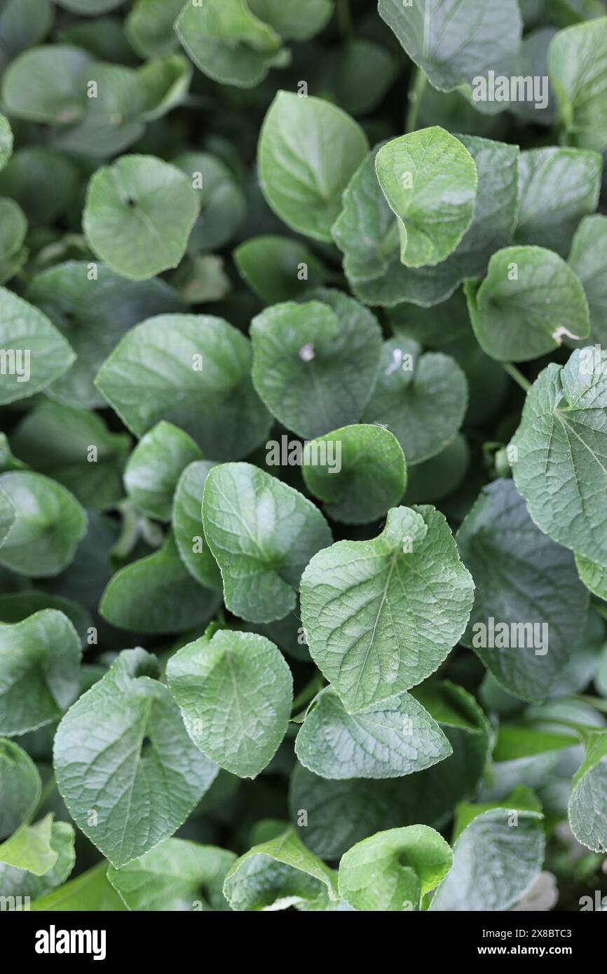 Pokemon violet hi-res stock photography and images - Alamy