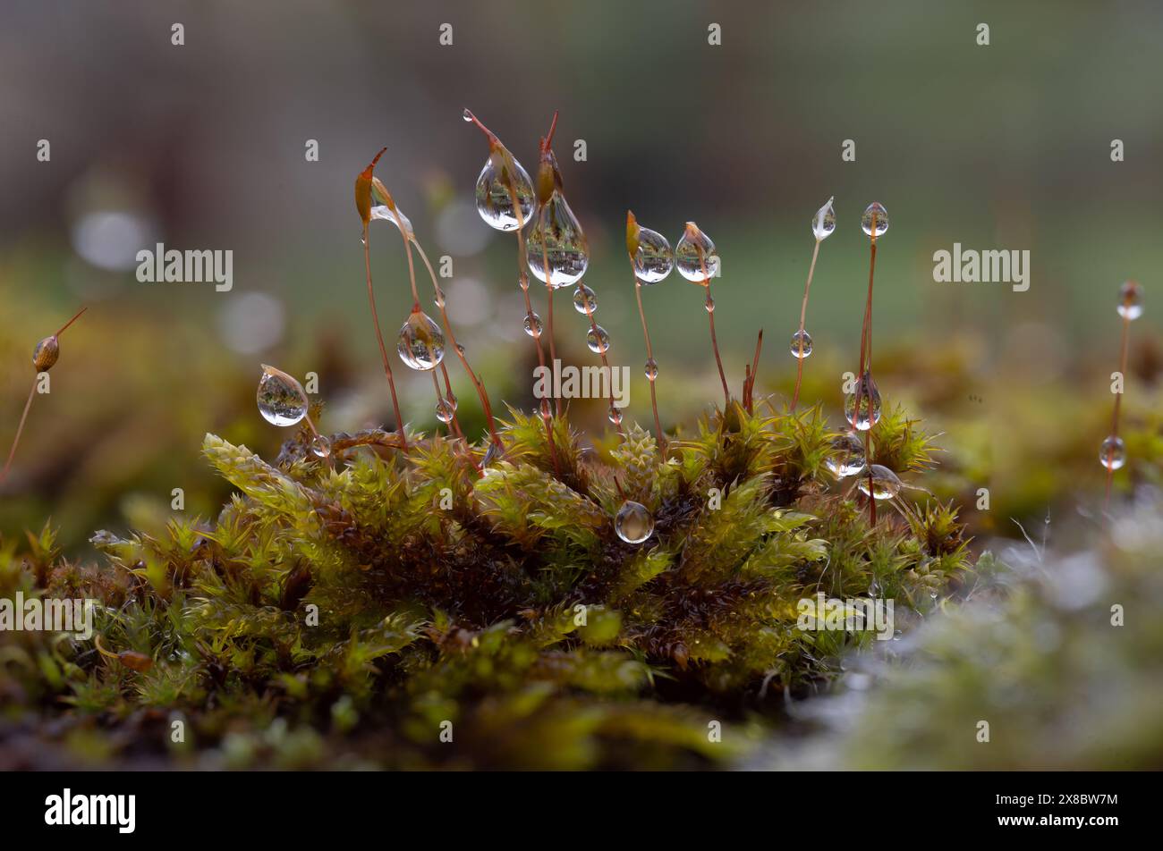 A magical sight awaits the nature lover who looks at this picture of ...