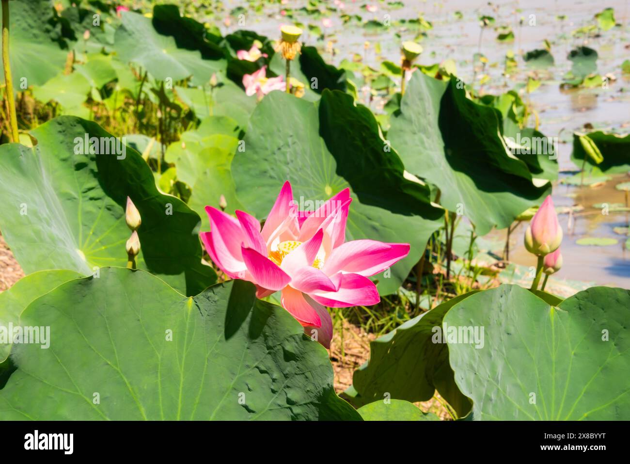 Lotus flower field in Asia Stock Photo - Alamy