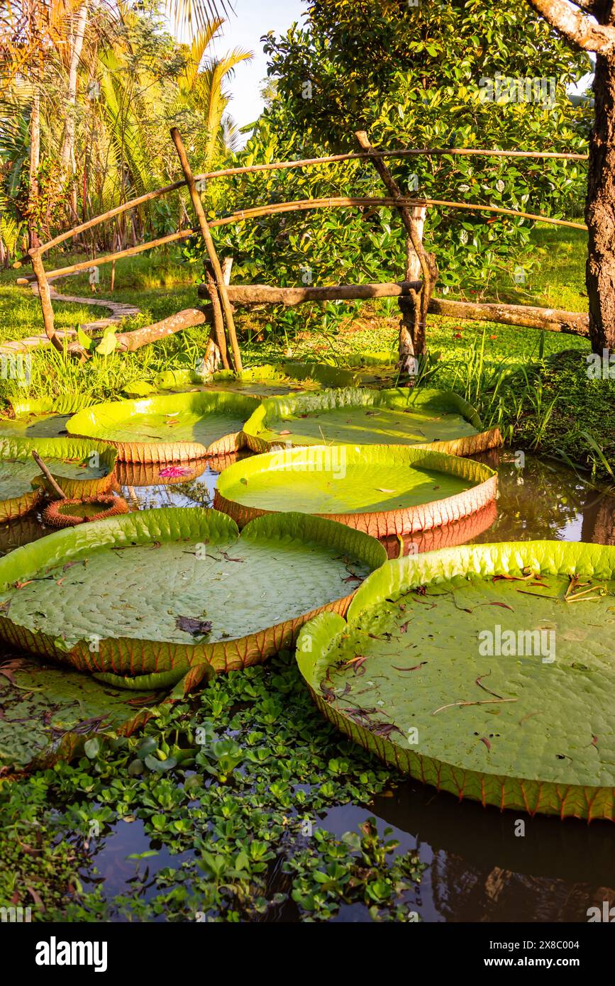 Victoria lily, the giant lily in tropical pond Stock Photo - Alamy