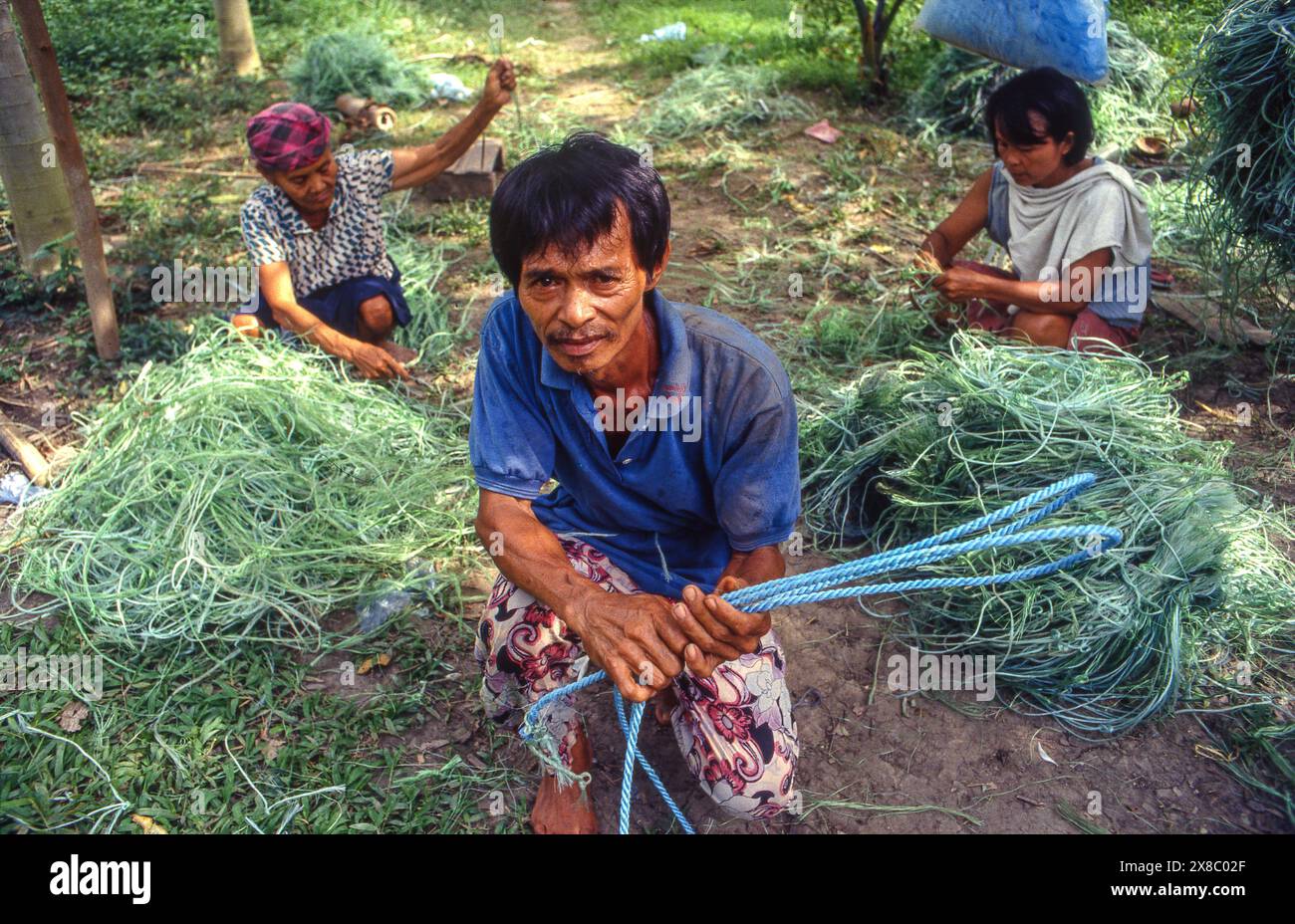 Abaca plant hi-res stock photography and images - Alamy