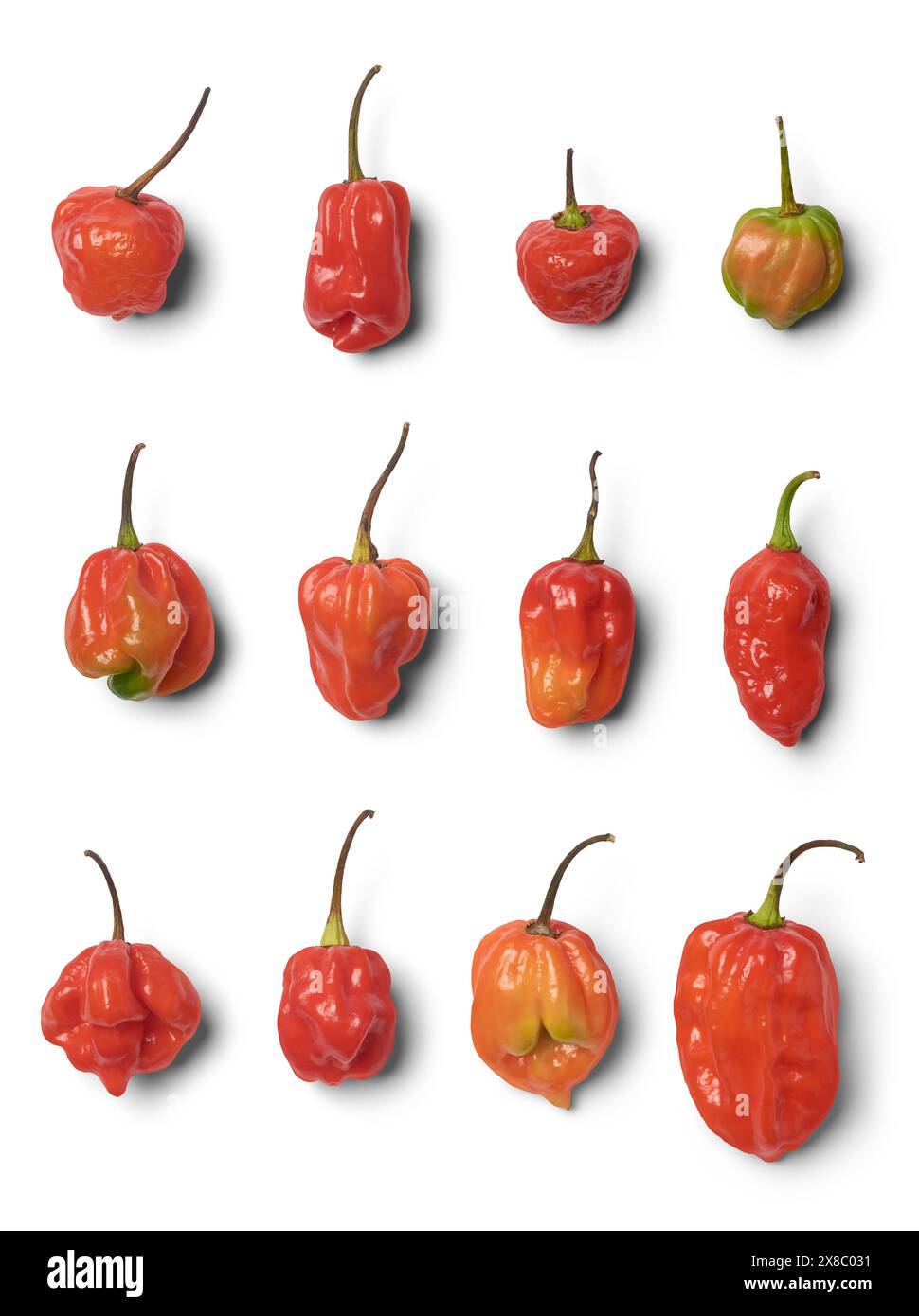 different size of red habanero chili peppers isolated white background ...