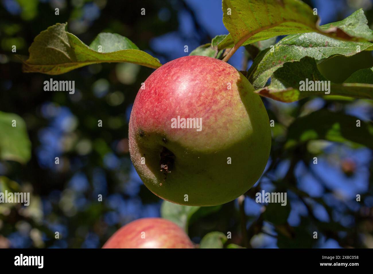 Red-yellow, juicy, appetizing, delicious and mouth-watering organic ...