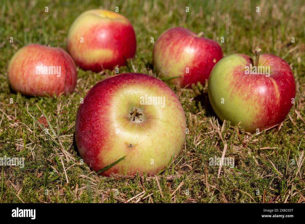 Red-yellow, juicy, appetizing, delicious and mouth-watering organic ...