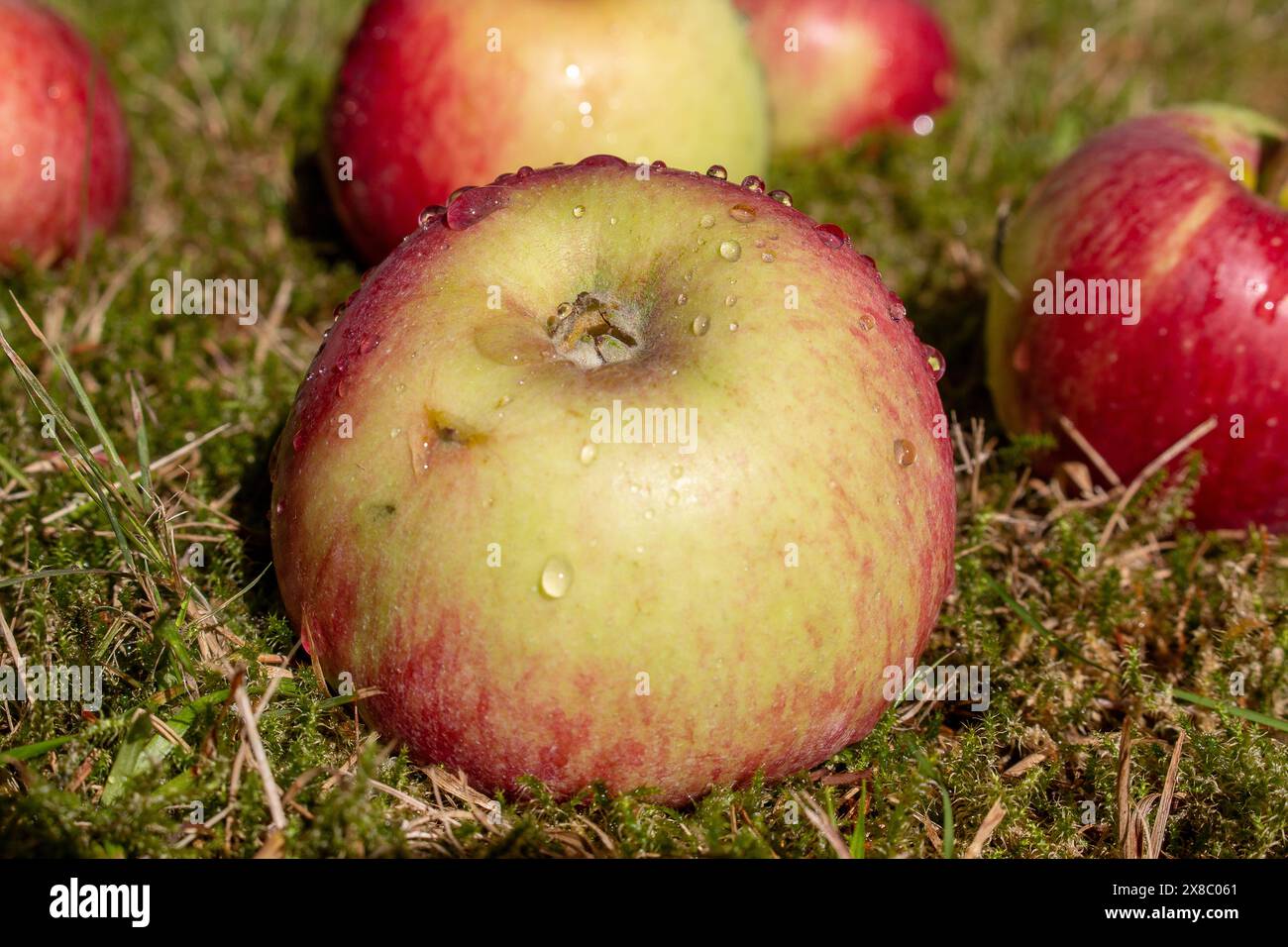 Red-yellow, juicy, appetizing, delicious and mouth-watering organic ...