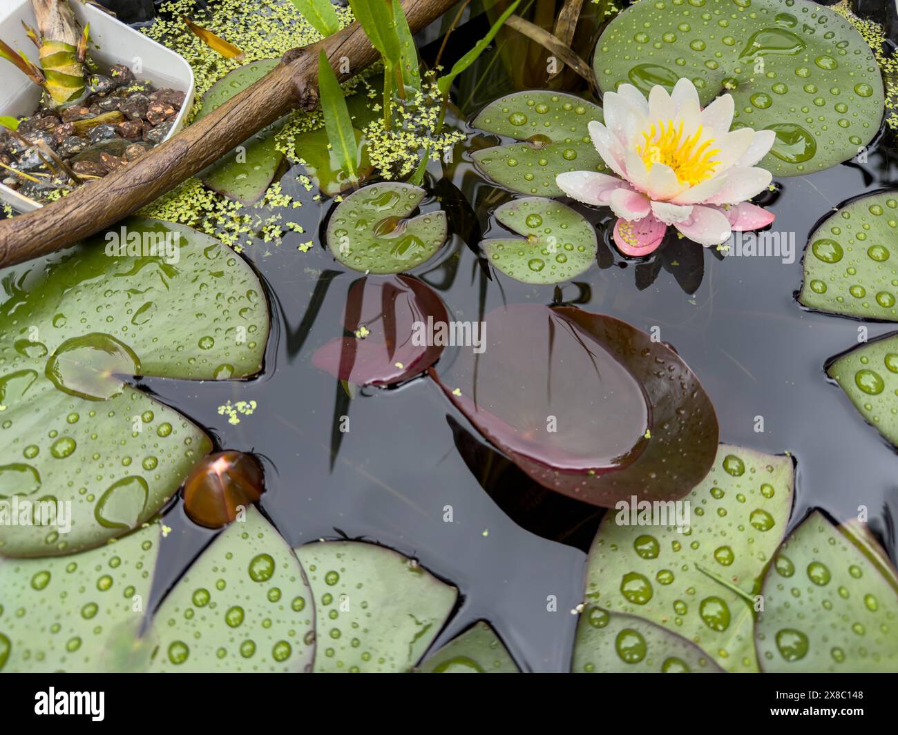 4k video rain drops on hi-res stock photography and images - Alamy