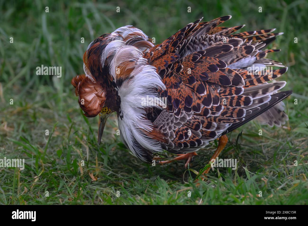 Male and female ruff bird hi-res stock photography and images - Alamy