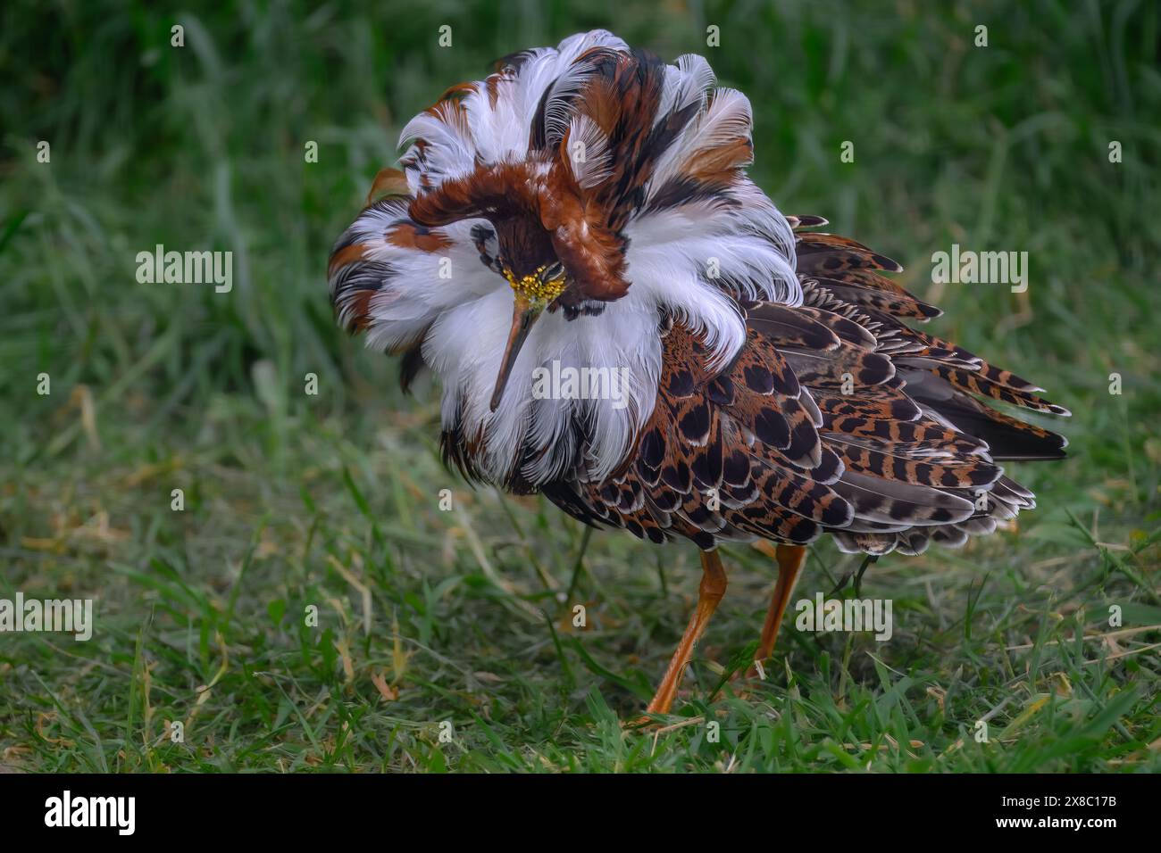 Male and female ruff bird hi-res stock photography and images - Alamy