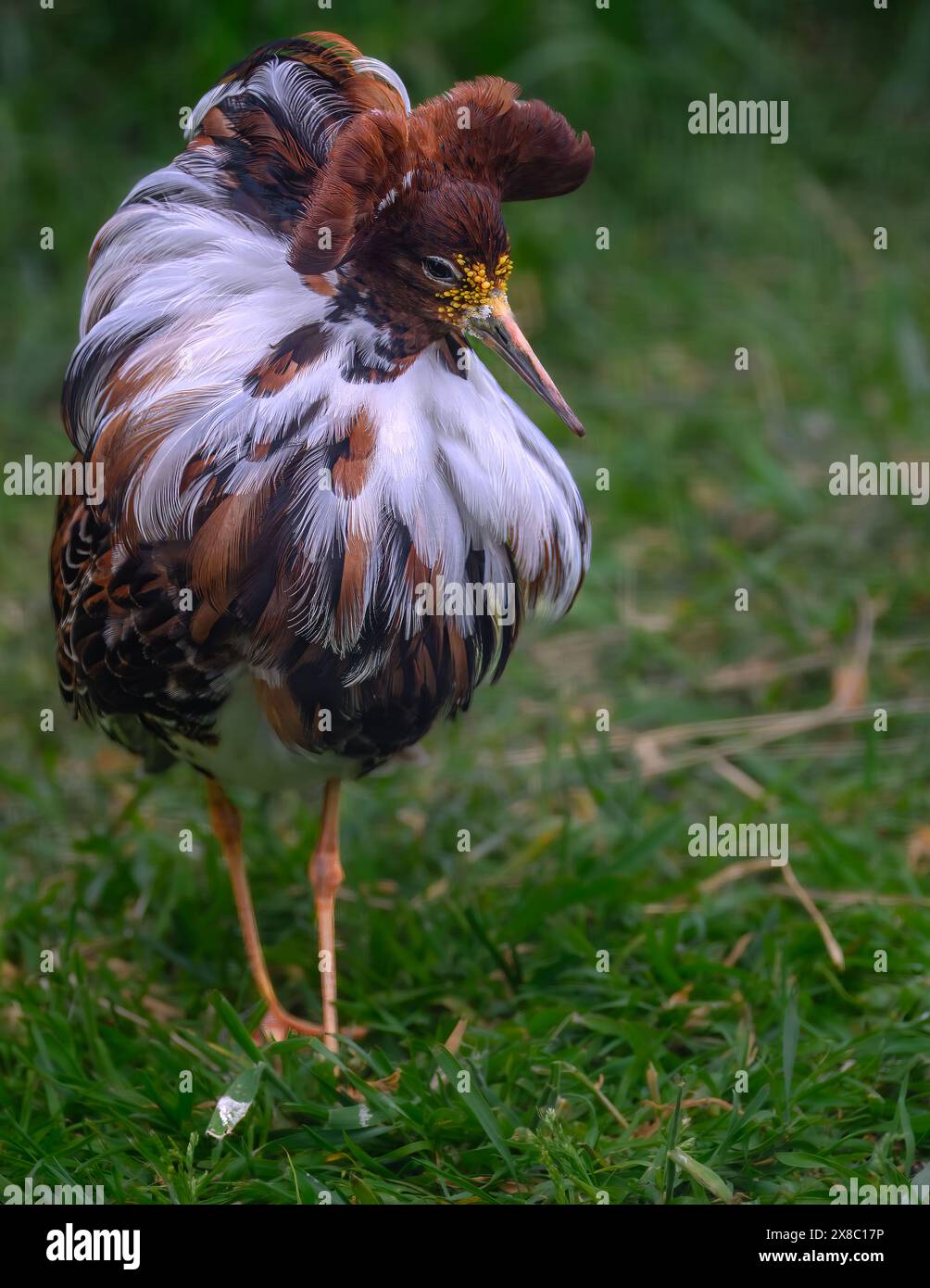 Male and female ruff bird hi-res stock photography and images - Alamy