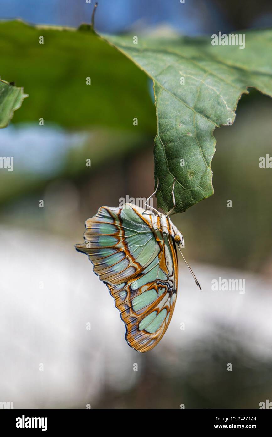 Beautiful butterfly Metamorpha stelenes in nature habitat in tropicasl ...