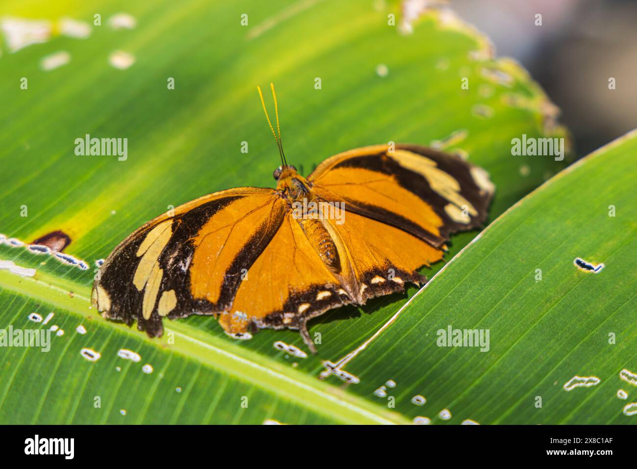 Consul fabius, the tiger leafwing, orange black butterfly in the ...