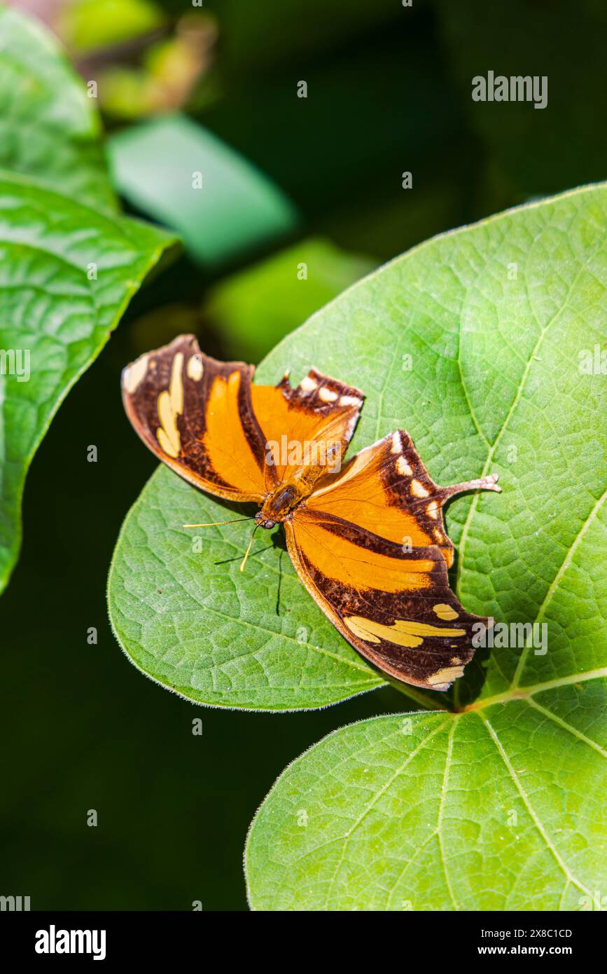Consul fabius, the tiger leafwing, orange black butterfly in the ...