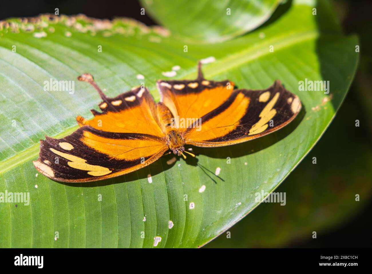 Consul fabius, the tiger leafwing, orange black butterfly in the ...