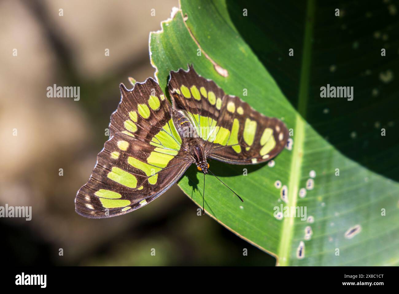 Beautiful butterfly Metamorpha stelenes in nature habitat in tropicasl ...